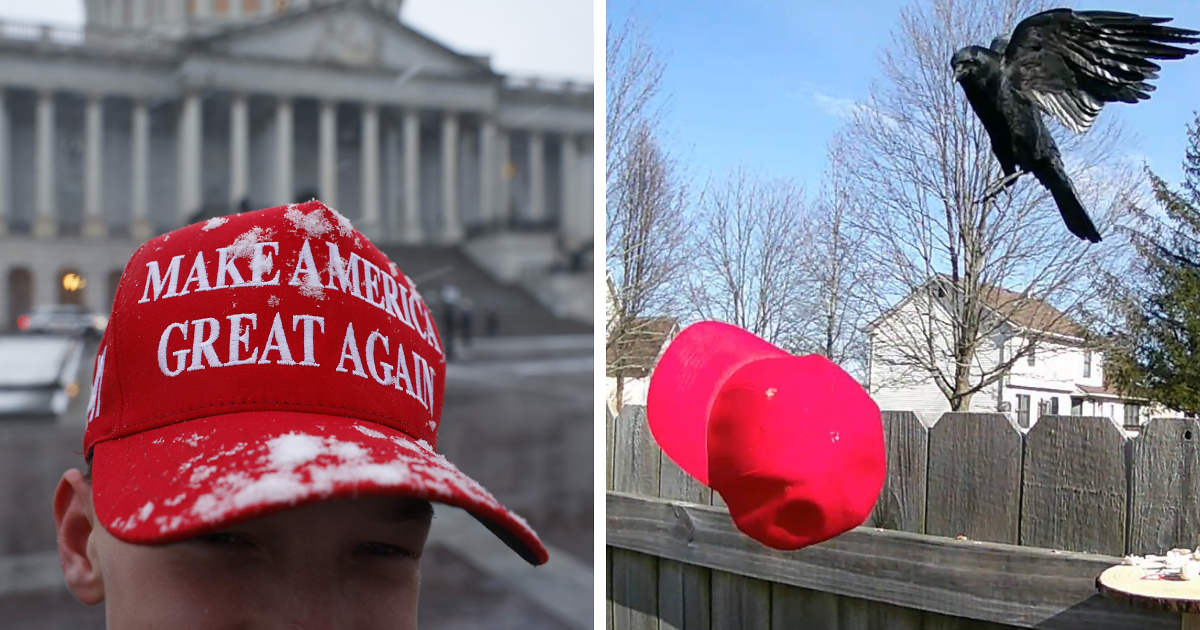 Man Goes Viral For Teaching Crows How To Attack MAGA Hats | BP Daily